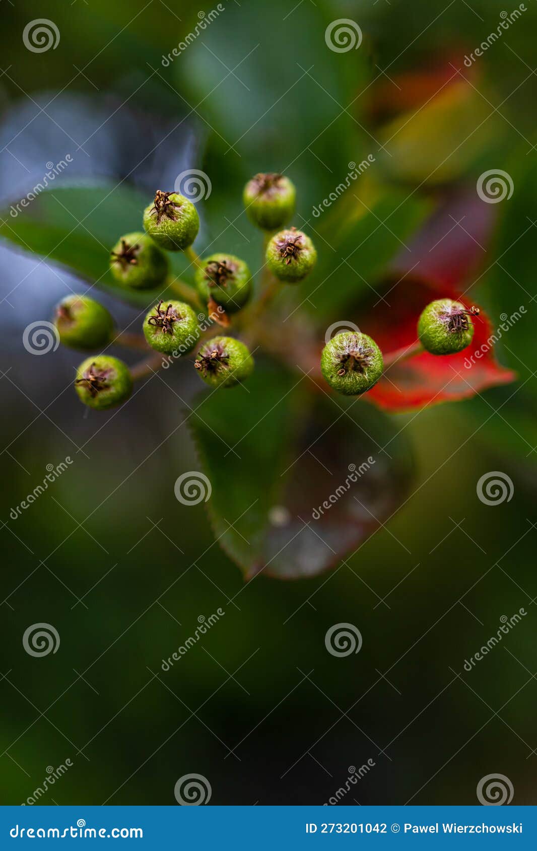 A Large Bush Full of Tiny Balls and Leaves Stock Photo - Image of ...