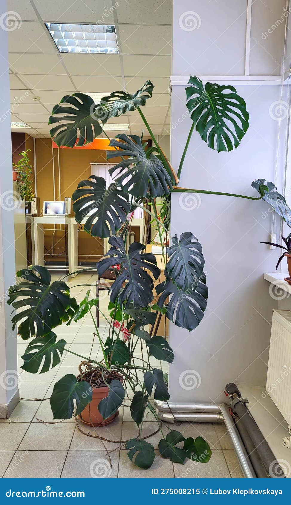 A Large Bush of the Monstera Plant, Standing on the Floor of the Pot ...