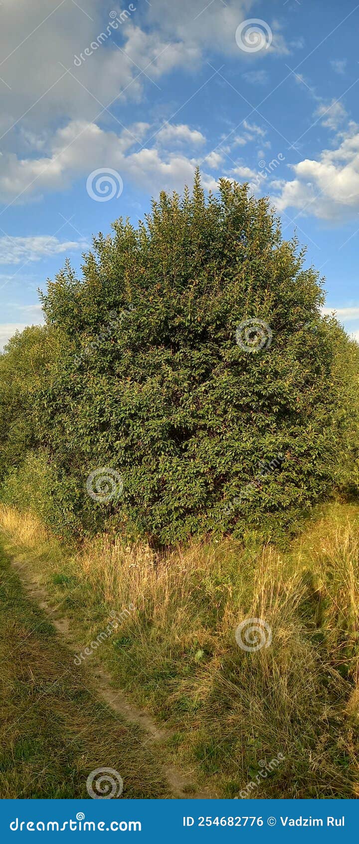 A big tree becomes a bush stock photo. Image of deciduous - 254682776