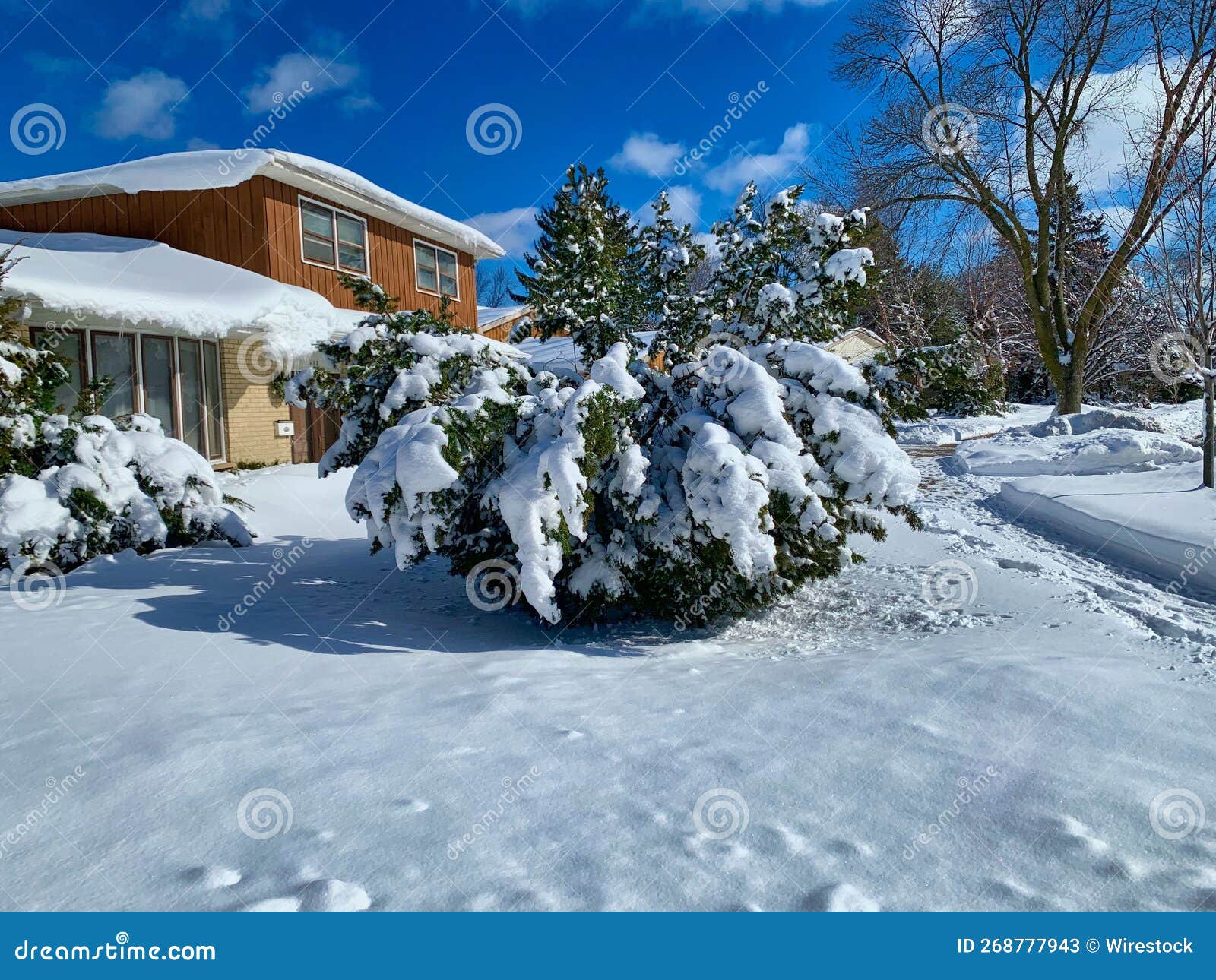 Large Bush Overtaken by Heavy Snow on a Cottage Backyard Editorial ...