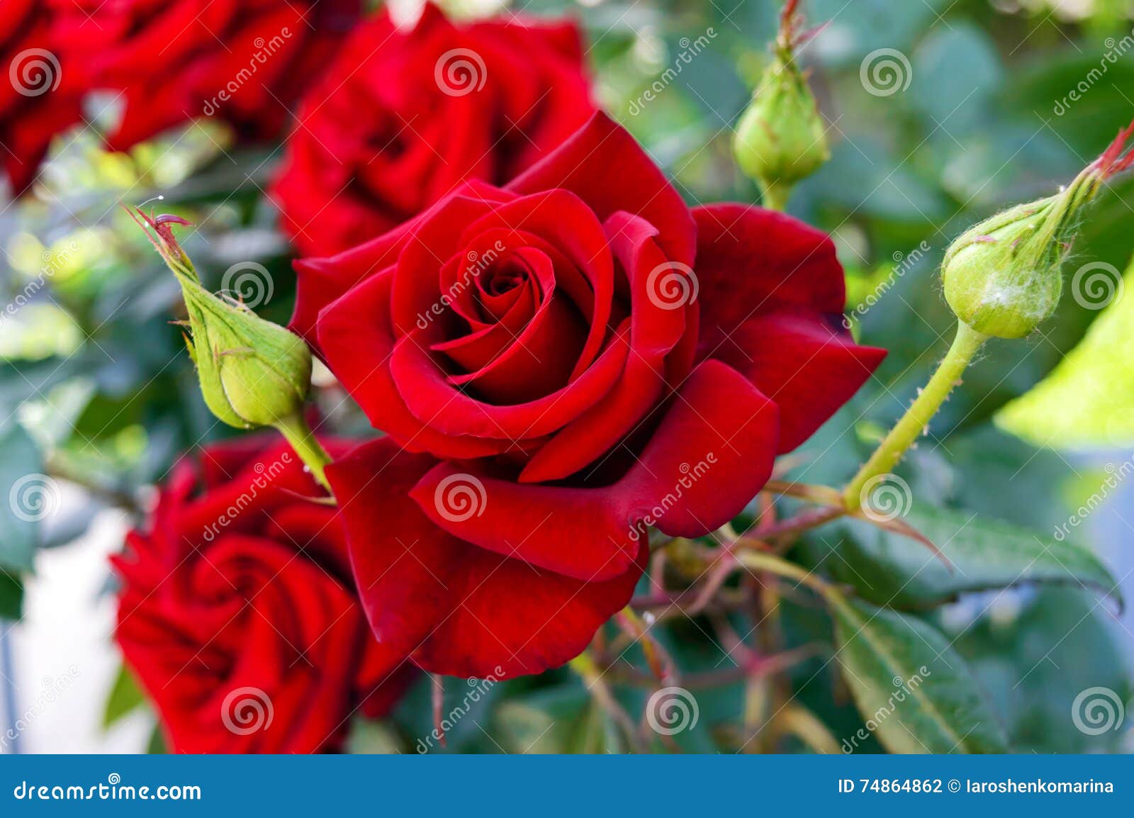 Large Bush of Red Roses on a Background of Nature Stock Photo - Image ...