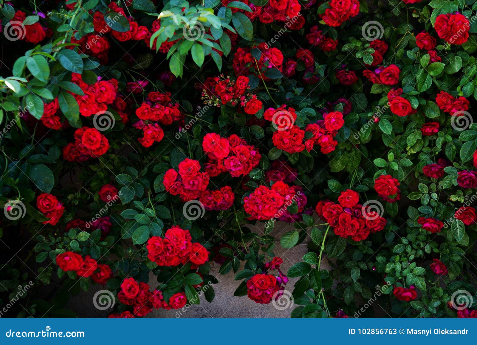 Great bush of red roses stock image. Image of gift, floral - 102856763