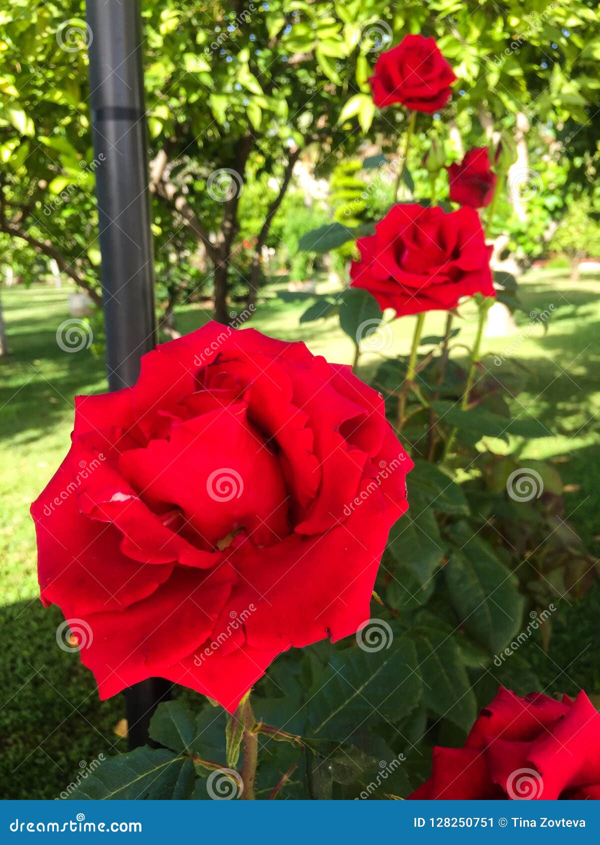 Large Bush of Red Roses in a Park Stock Image - Image of blossom ...