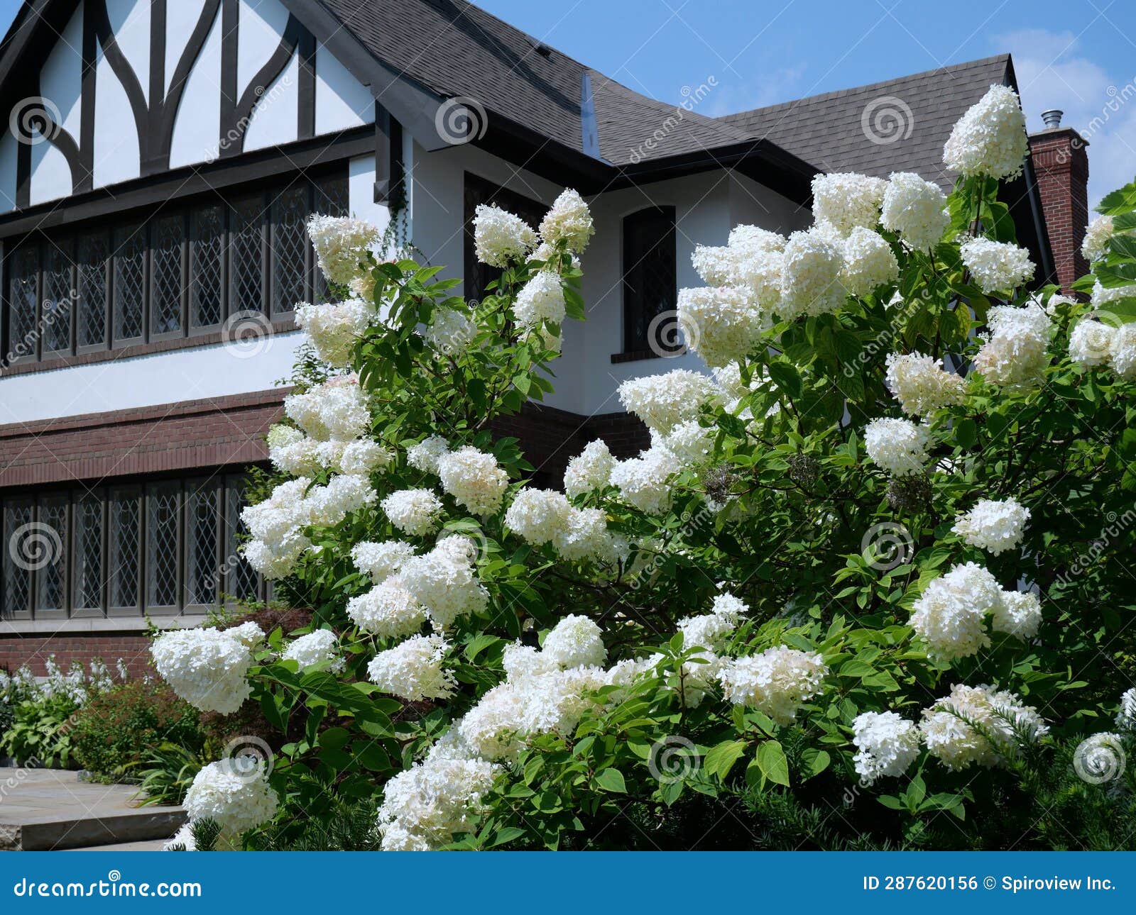 Large Bush of White Hydrangea Flowers Stock Photo - Image of large ...