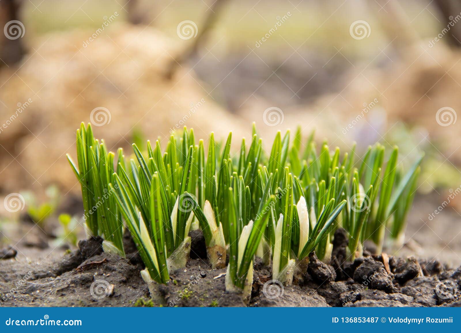 A Large Bush of Young Green Plants Sprout from the Ground in Early ...