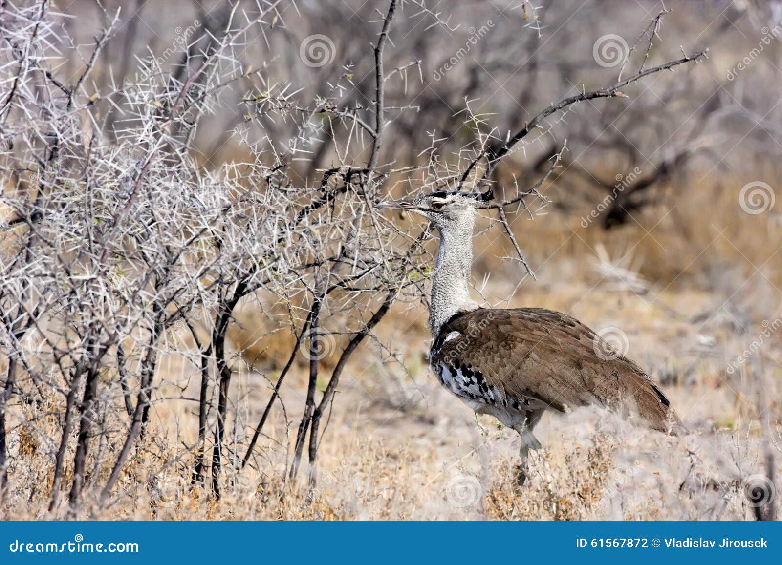 Large Bustard, Ardeotis Kori, in the Bush Namibia Stock Photo - Image ...