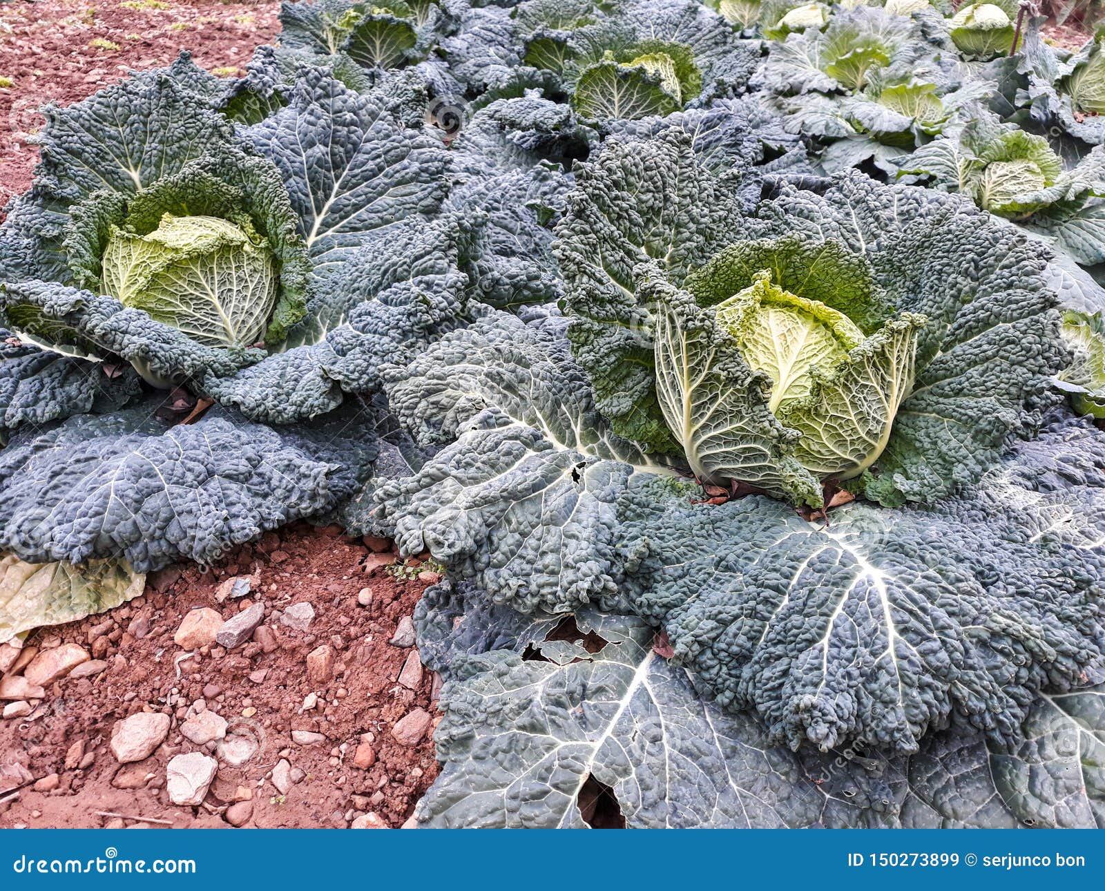 Large Cabbage in the Garden Ready To Be Picked Up and Taken To the ...