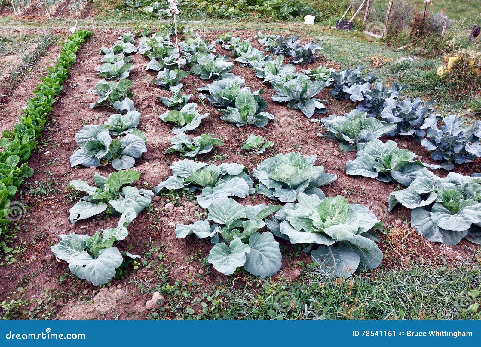 Large Cabbage Patch stock image. Image of healthy, home - 78541161