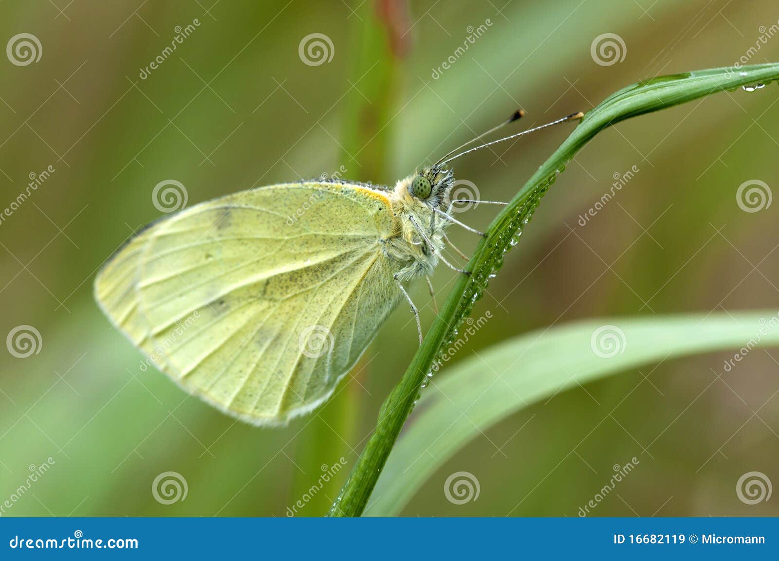 Large Cabbage White stock image. Image of white, grass - 16682119