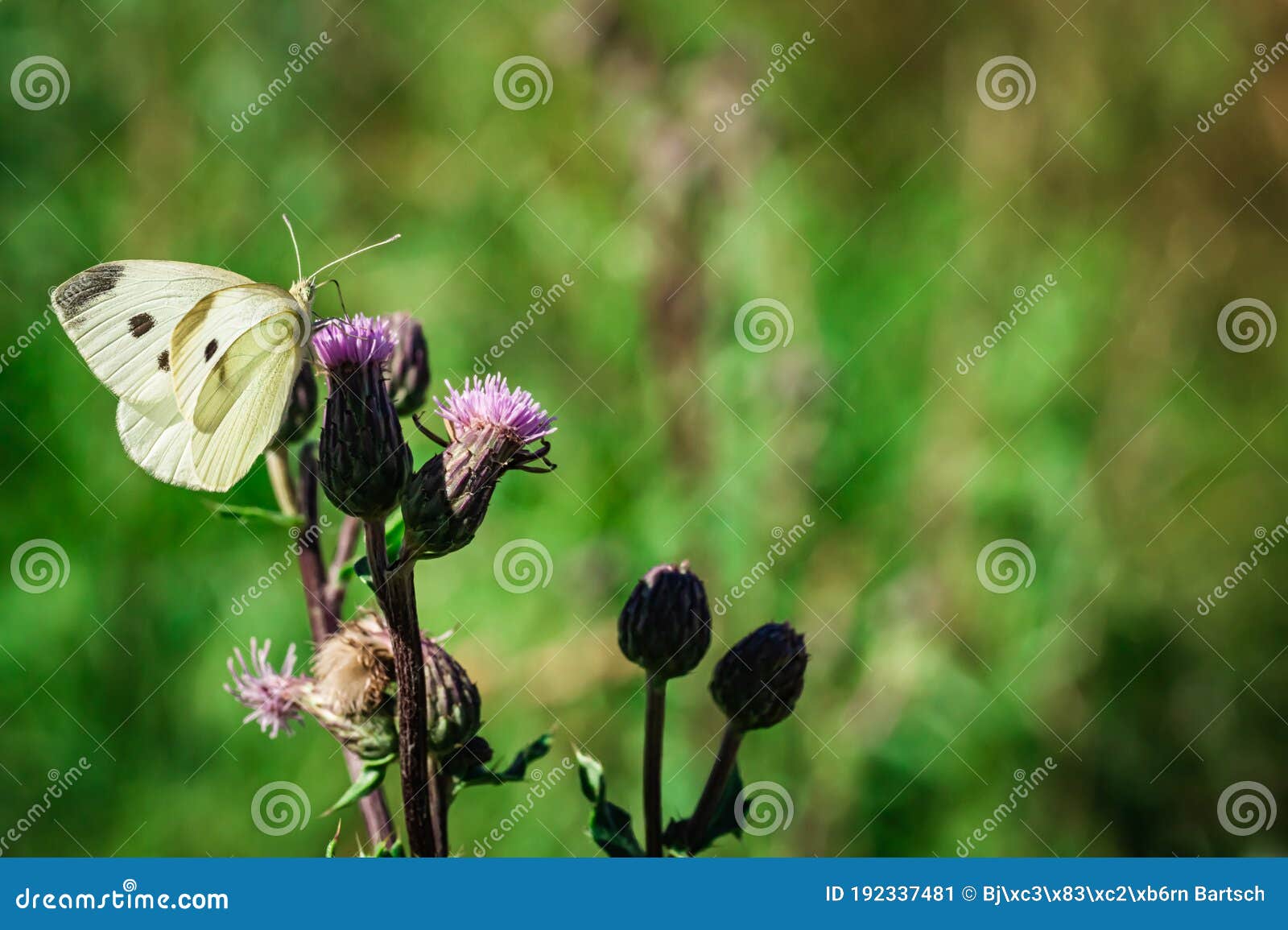 The large cabbage white stock image. Image of brassicae - 192337481