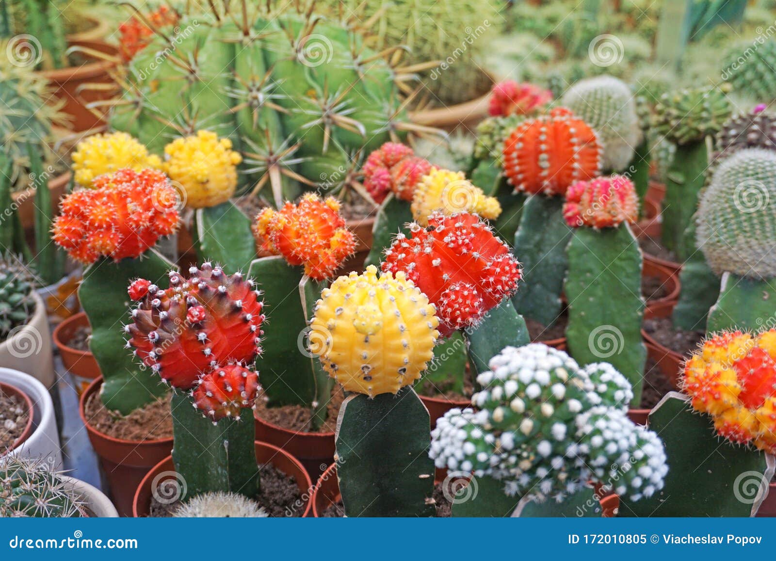 Large cacti in flower pots stock image. Image of family - 172010805
