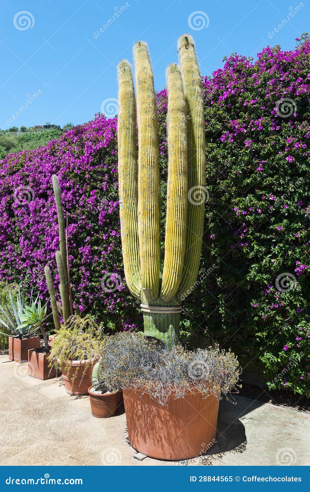 Large Cactus Royalty Free Stock Photo - Image: 28844565
