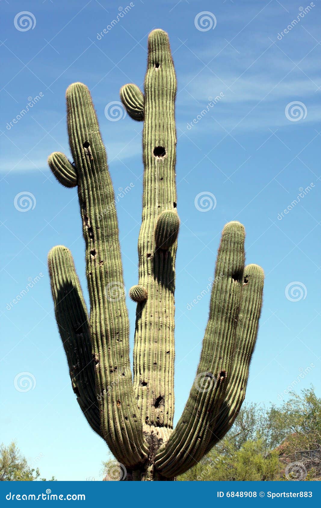 Large Cactus stock photo. Image of saguaro, desert, succulent - 6848908