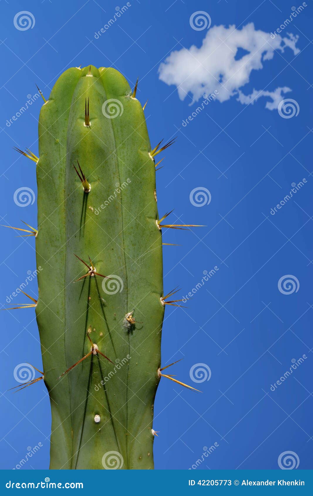 Large Cactus Erotic Phallic Image Stock Image - Image of erotic, flower ...