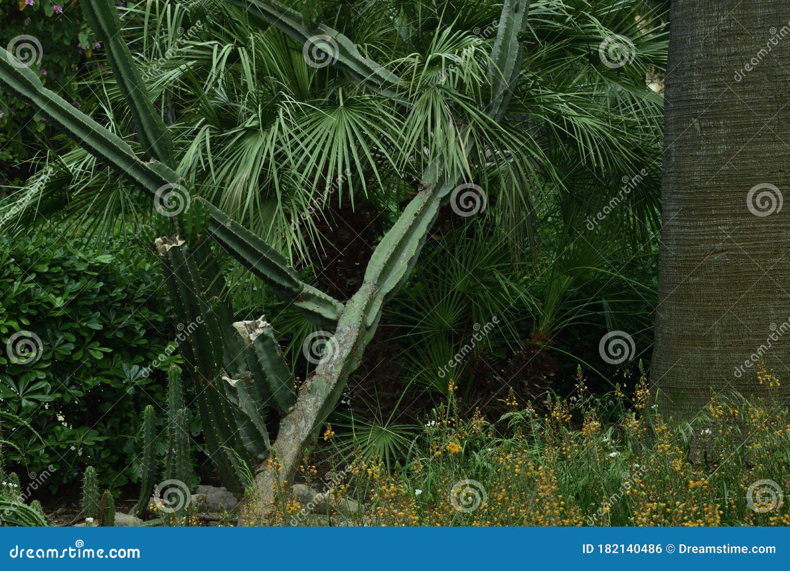 A Large Cactus in the Grass and Bushes Stock Photo - Image of nature ...