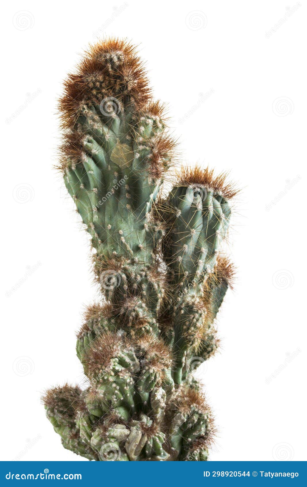 Large cactus isolated stock photo. Image of growing - 298920544