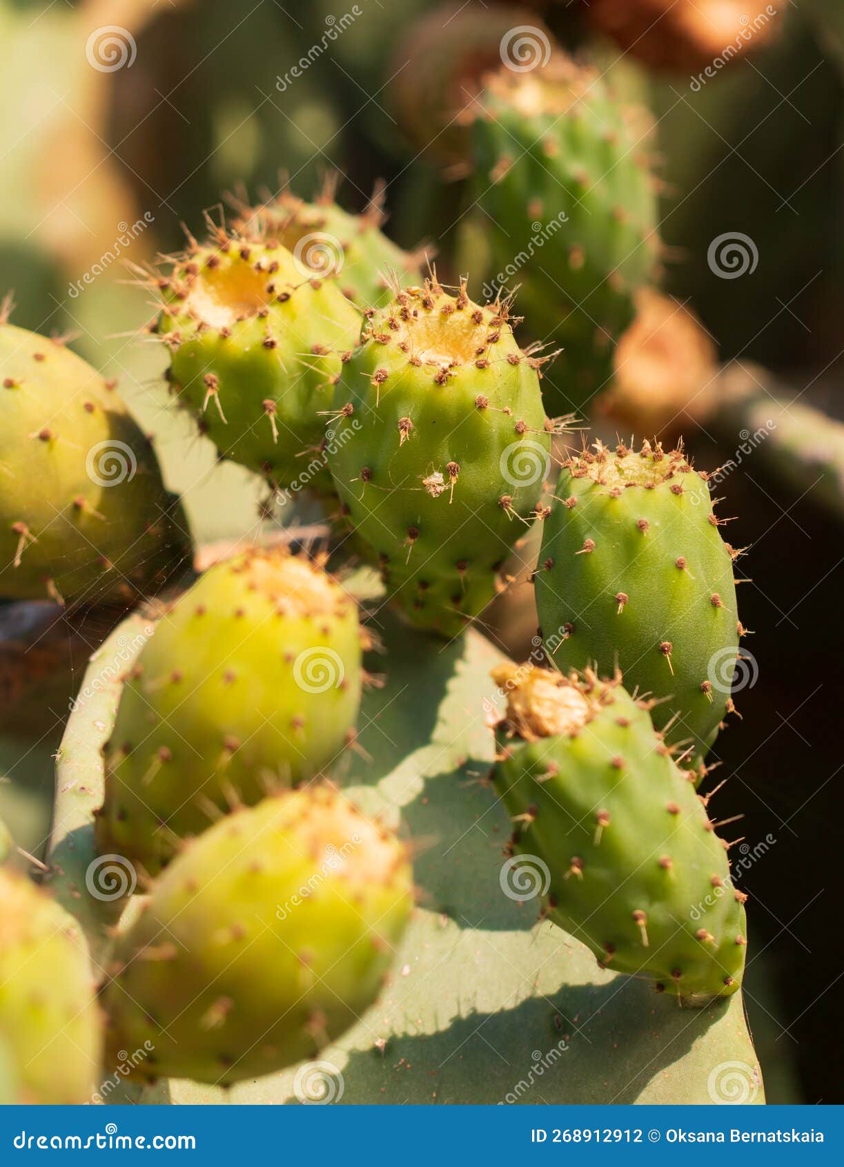 Red And Prickly Fruits, Blossoms And Leaves Of A Castor Oil Plant ...