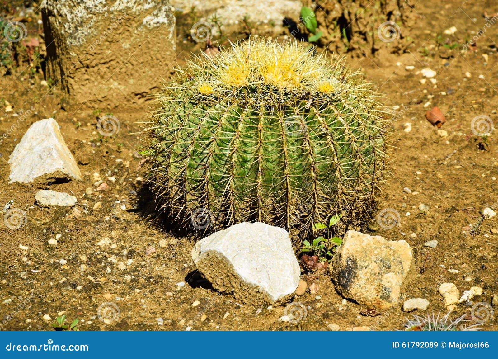 Large cactus stock image. Image of summer, spike, stone - 61792089