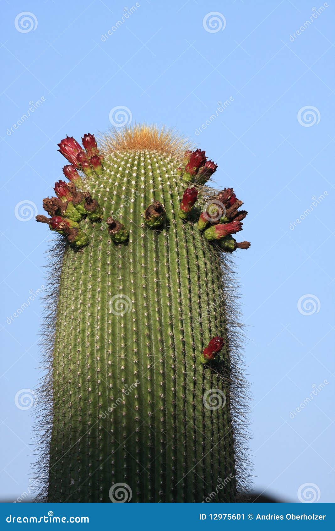 Large cactus plant stock image. Image of thorny, cacti - 12975601