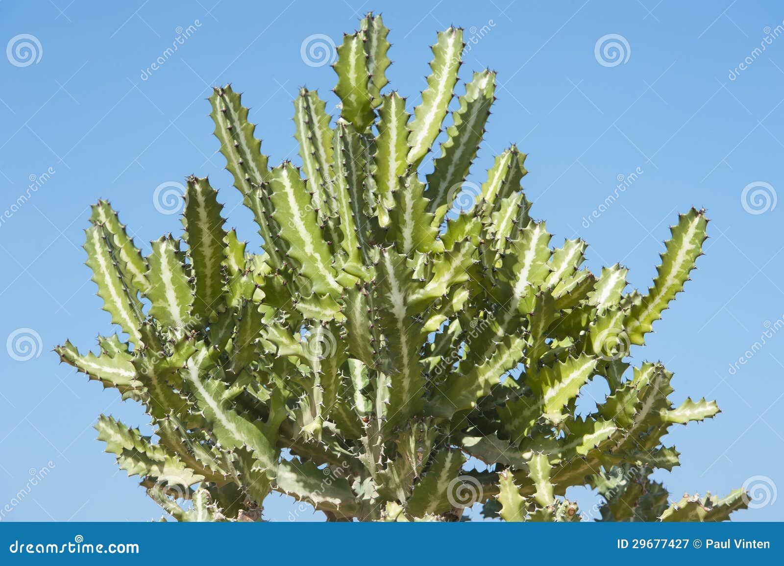 Large cactus plant stock image. Image of blue, spiky - 29677427