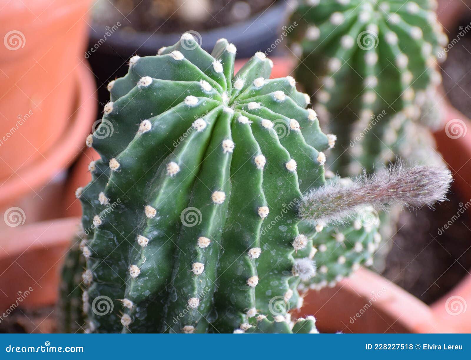 Large Cactus Starting To Bloom Stock Photo - Image of beginning, nature ...