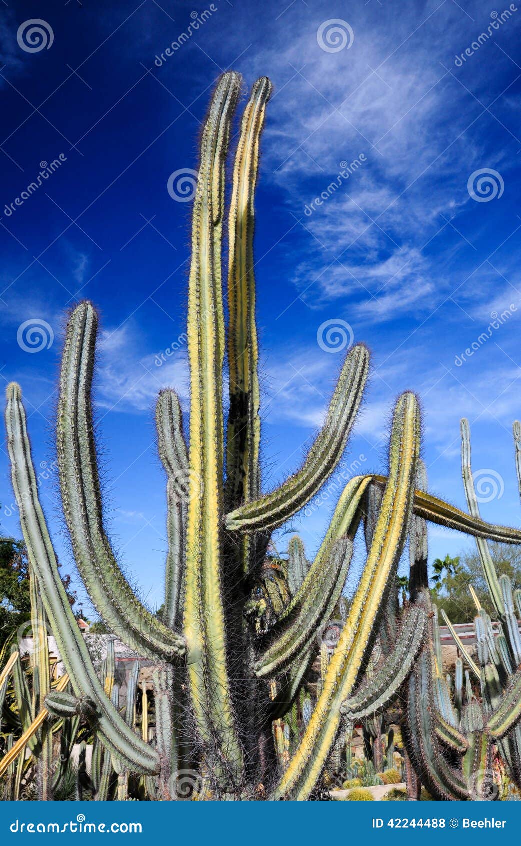 Large Cactus stock photo. Image of details, careful, prickly - 42244488