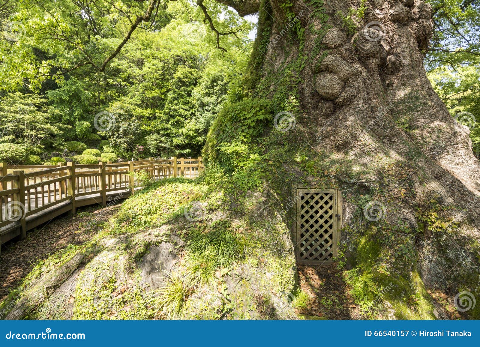 Large Camphor Tree Royalty-Free Stock Photo | CartoonDealer.com #66539751