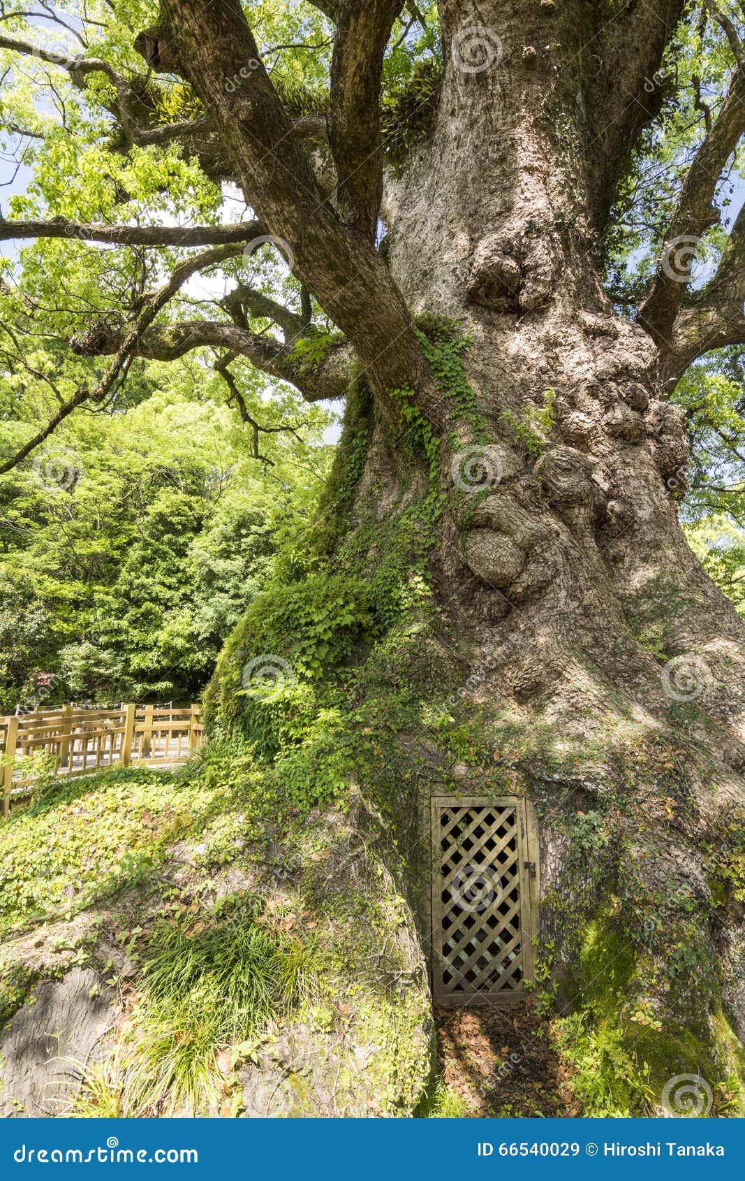 Large camphor tree base stock image. Image of botanical - 66540029