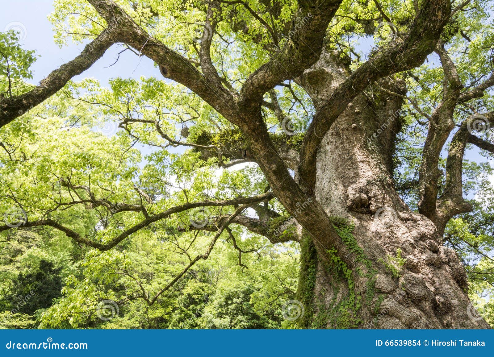 Large camphor tree stock photo. Image of scenery, cinnamomum - 66539854