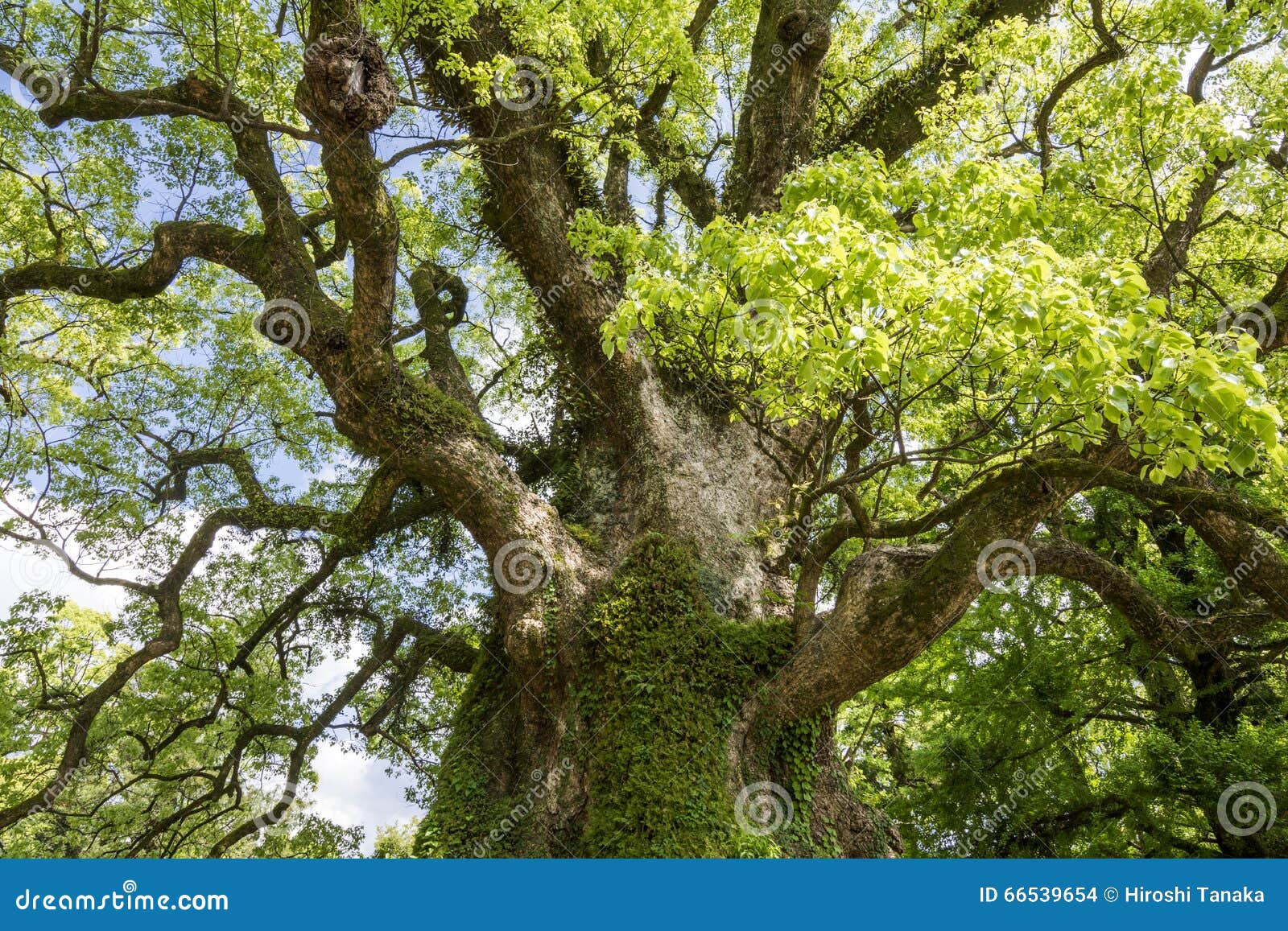 Large Camphor Tree Royalty-Free Stock Photo | CartoonDealer.com #66539751