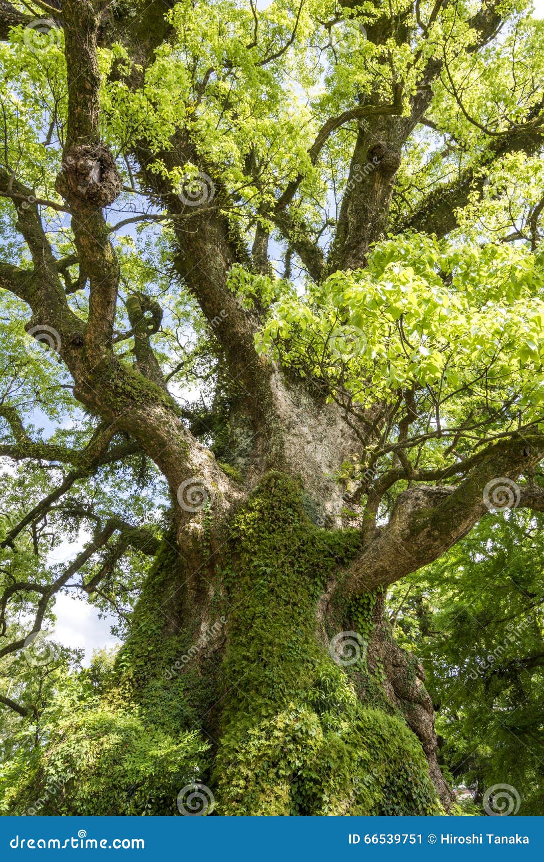Large camphor tree stock image. Image of trunk, plant - 66539751