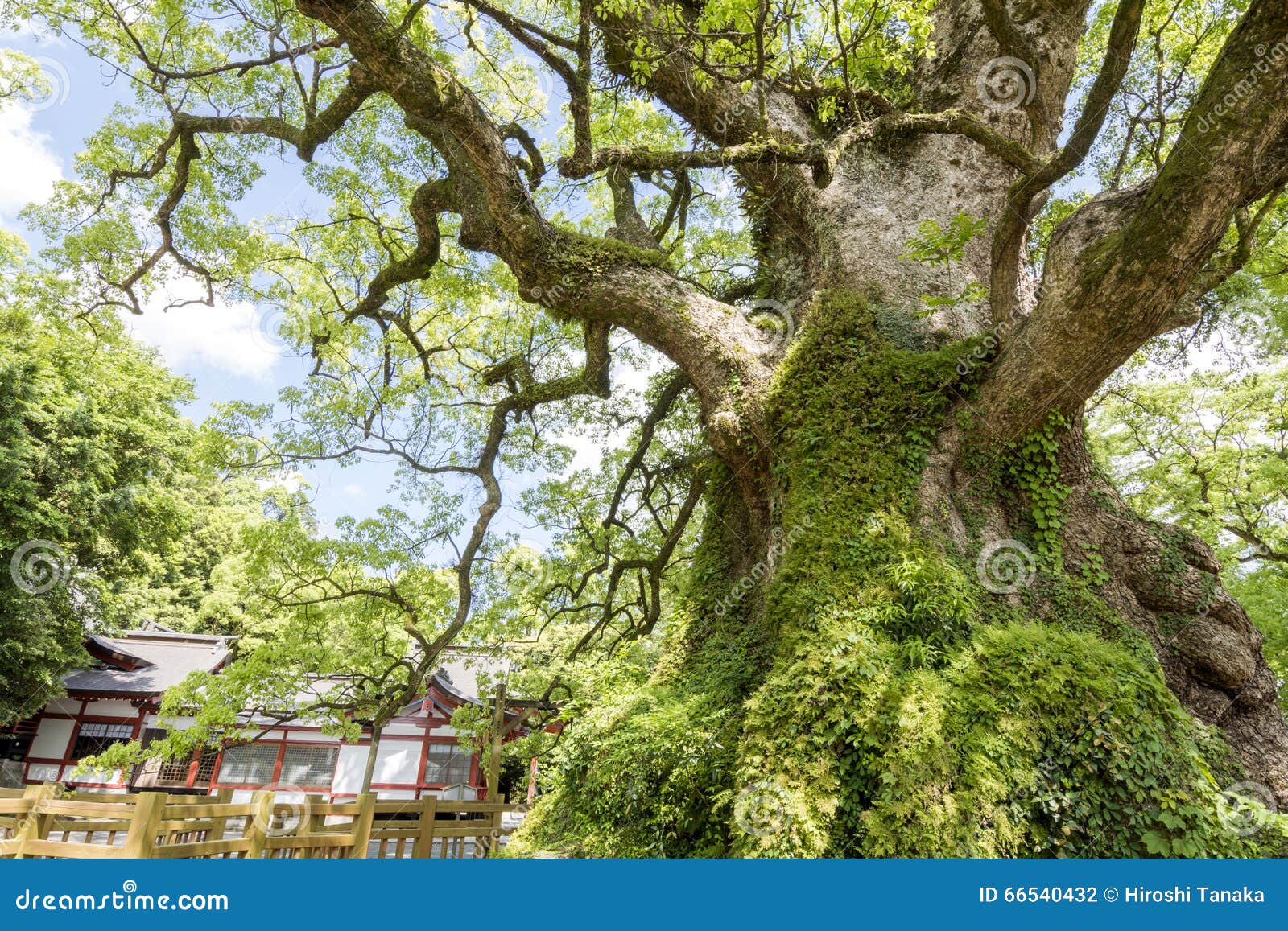 Large camphor tree stock photo. Image of religious, evergreen - 66540432