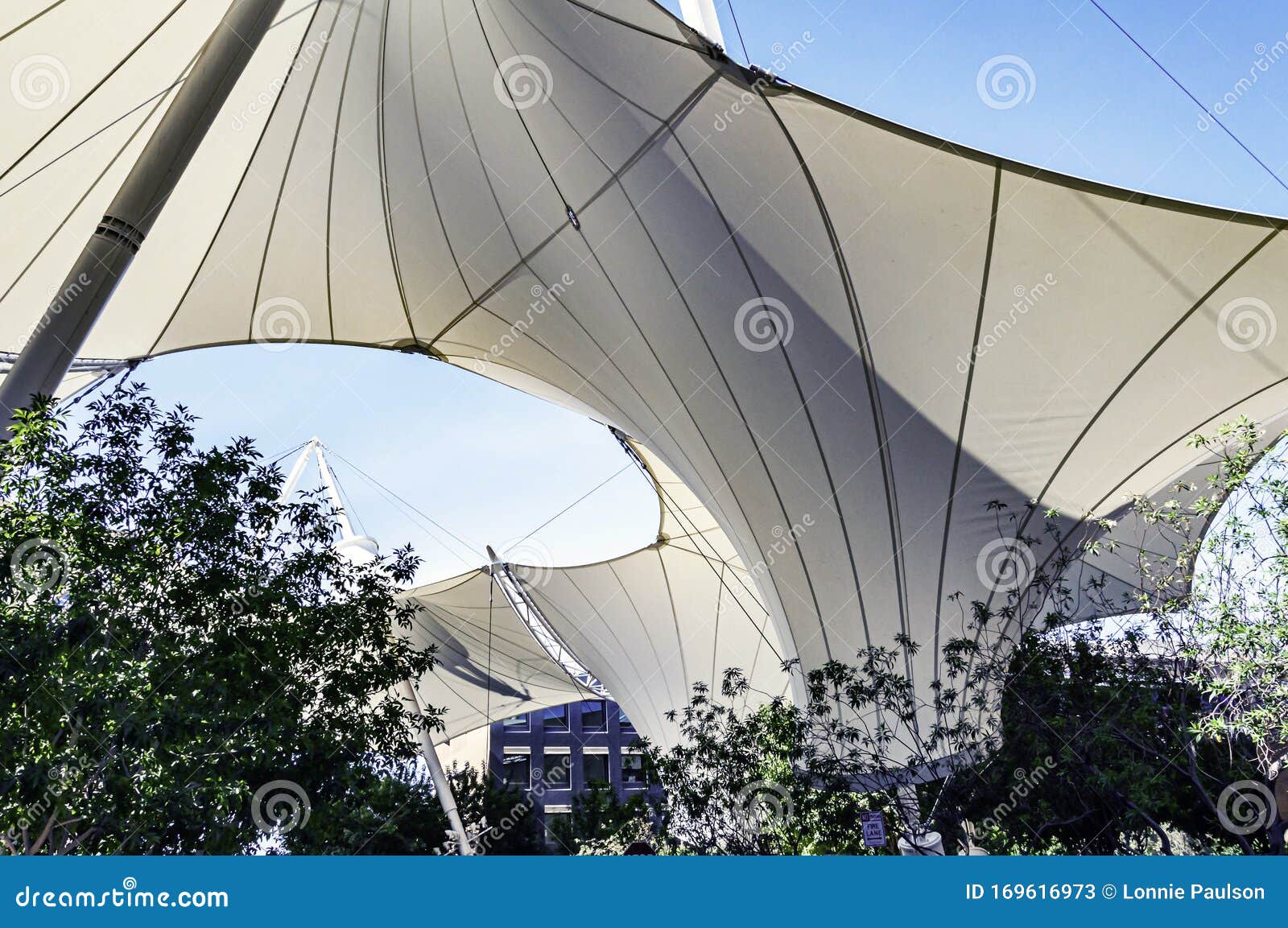 A Large Canopy in Scottsdale Stock Image - Image of arizona, plants ...