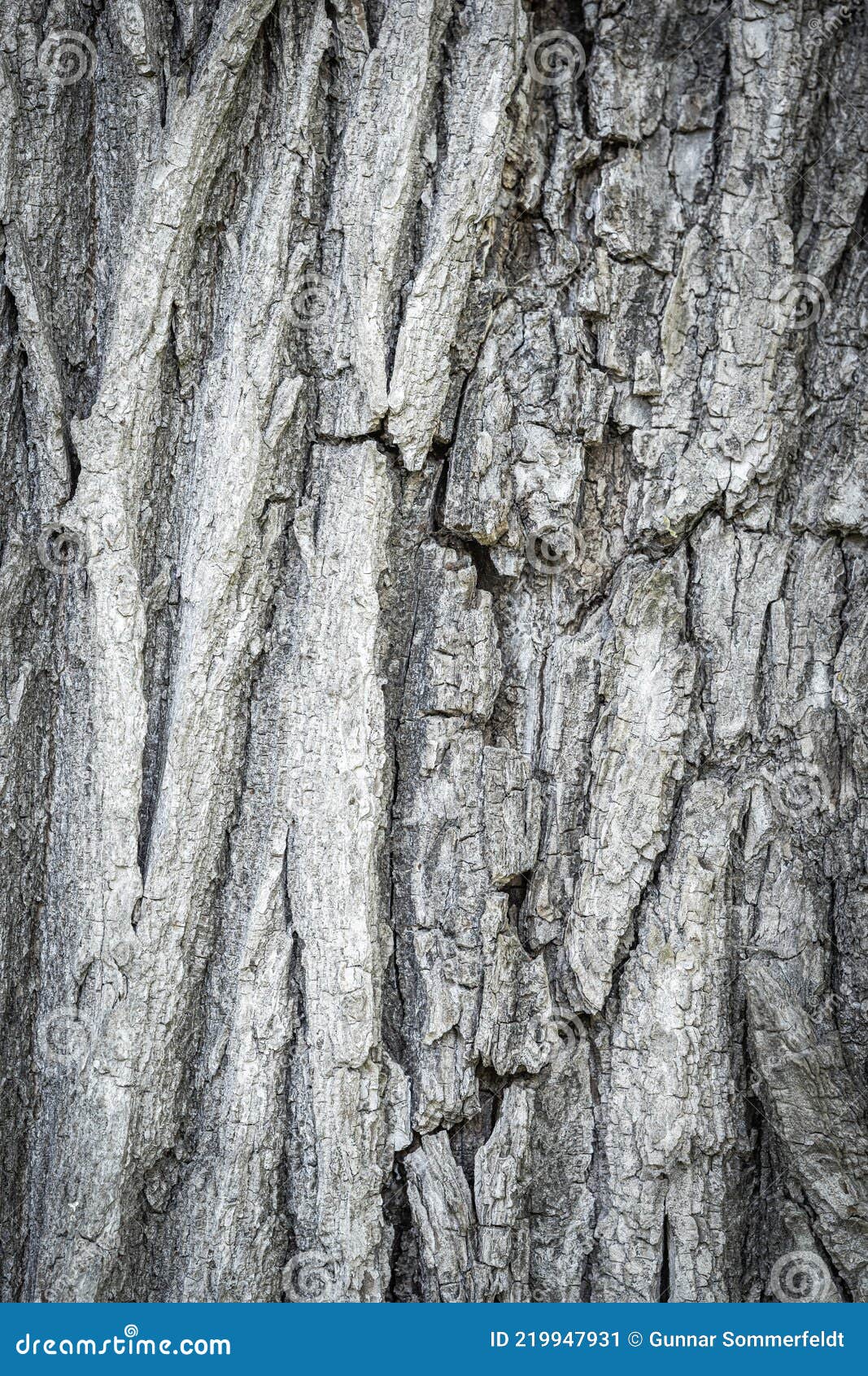 Large Canvas Rough Tree Bark Background Texture Stock Image - Image of ...