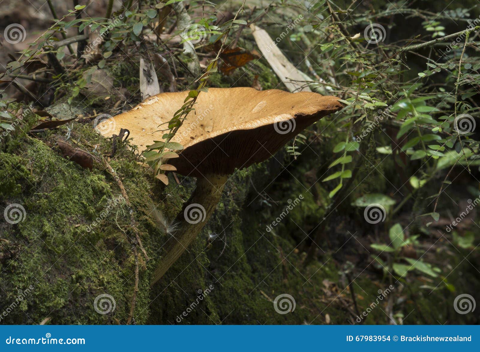 Large Cap Toadstool stock photo. Image of forest, woodland - 67983954