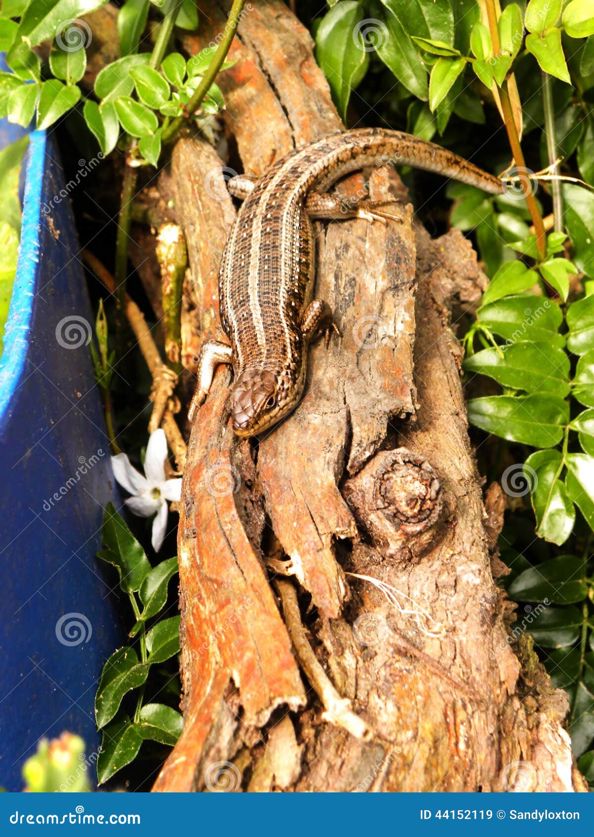 Large Cape Skink 1 stock image. Image of flower, predators - 44152119