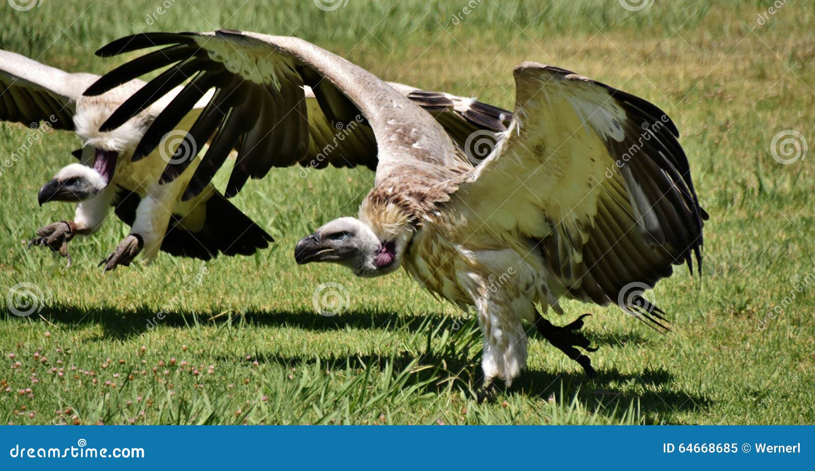 Large Cape vulture stock image. Image of griffon, south - 64668685