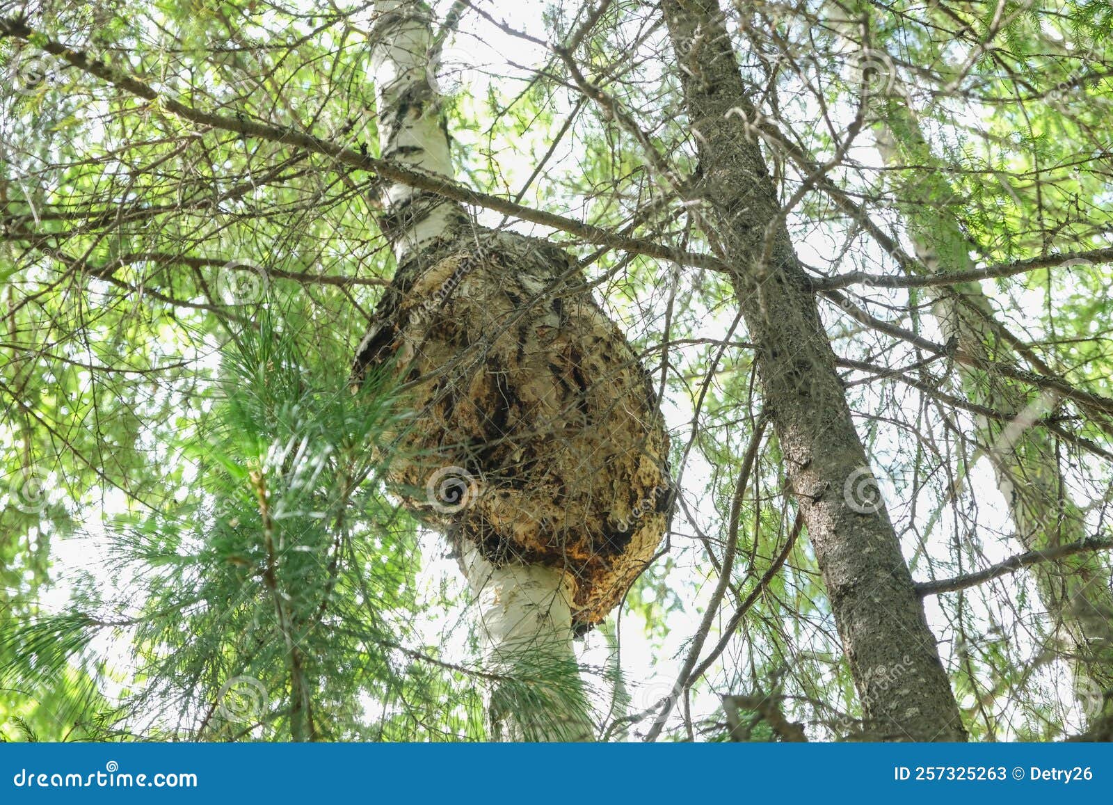 Large Caps on the Trunk of Birch Tree. Burls Birch. Stock Image - Image ...