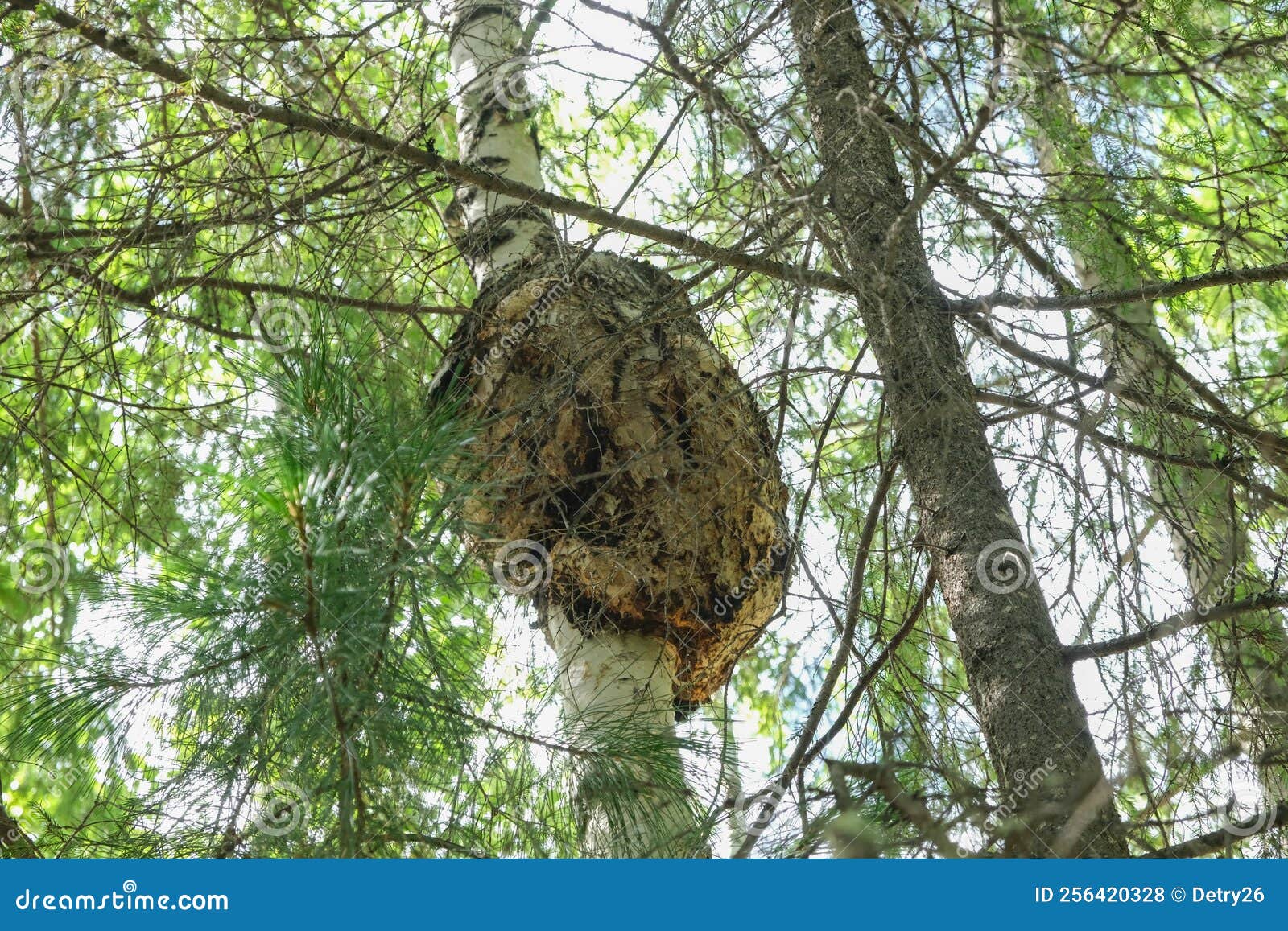 Large Caps on the Trunk of Birch Tree. Burls Birch. Stock Photo - Image ...