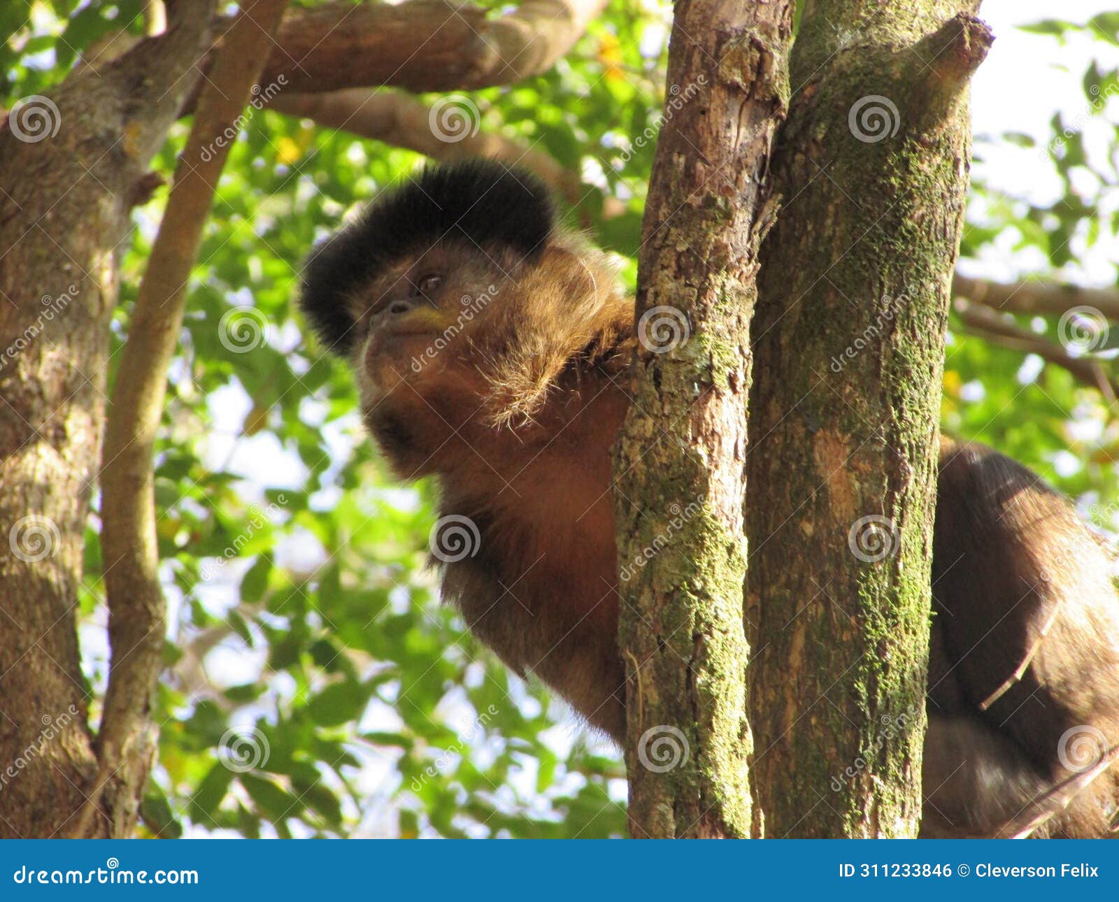 A Large Capuchin Monkey on a Tree Looking into the Distance Stock Photo ...