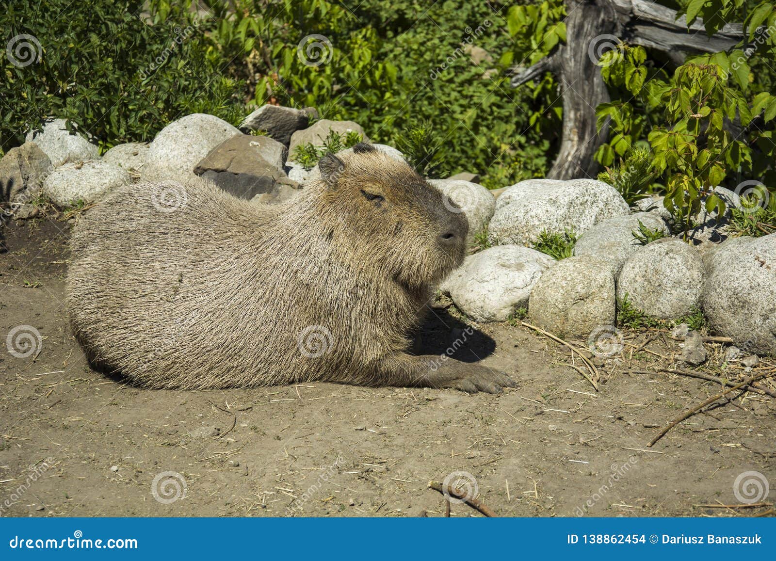Large Capybara Lying in the Sun Stock Photo - Image of fauna, capibara ...