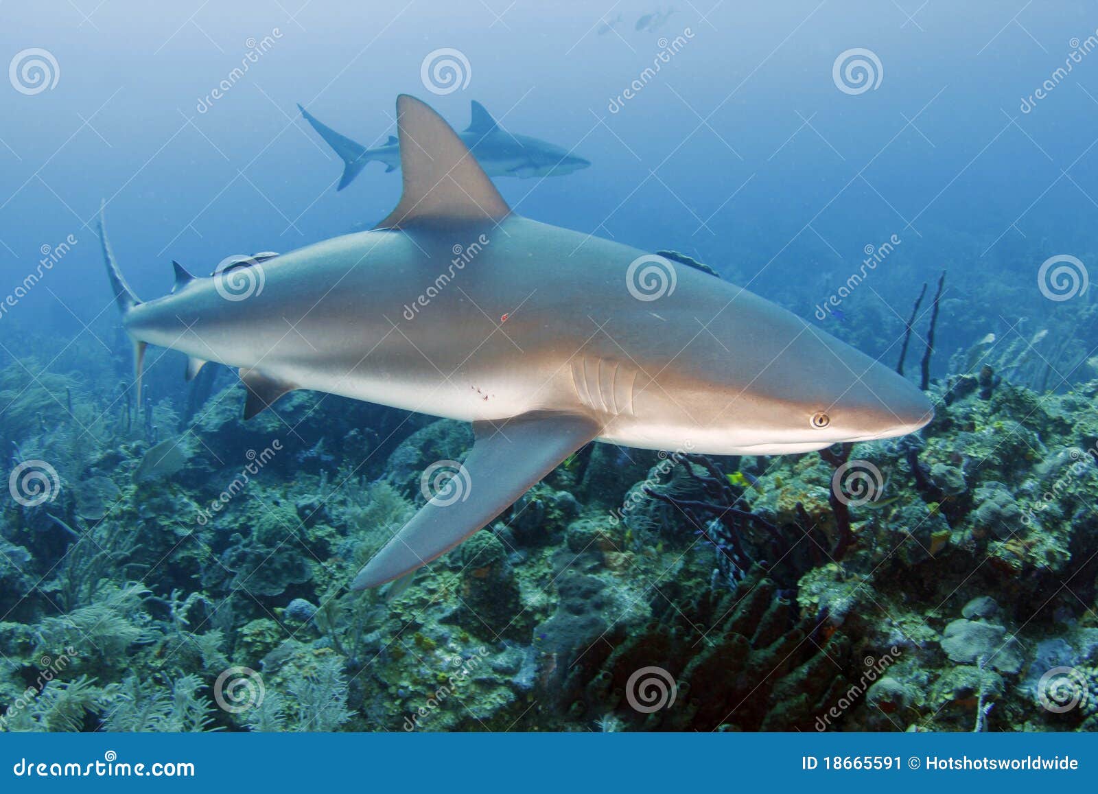 Large Caribbean Reef Shark, Roatan, Honduras Stock Image - Image of ...