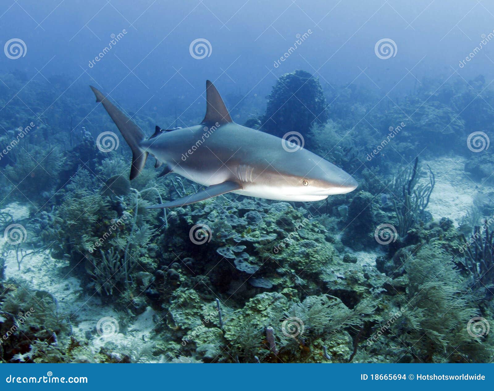 Large Caribbean Reef Shark, Roatan, Honduras Stock Photo - Image of ...