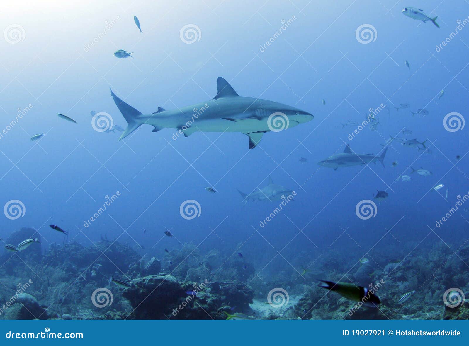 Large Caribbean Reef Shark, Roatan, Honduras Stock Image - Image of ...