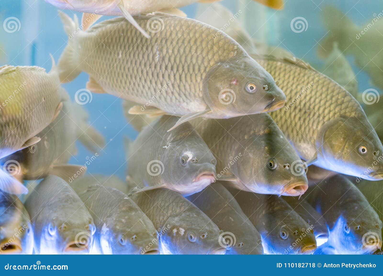Large Carp Fish in the Aquarium. Stock Photo - Image of hobby, food ...