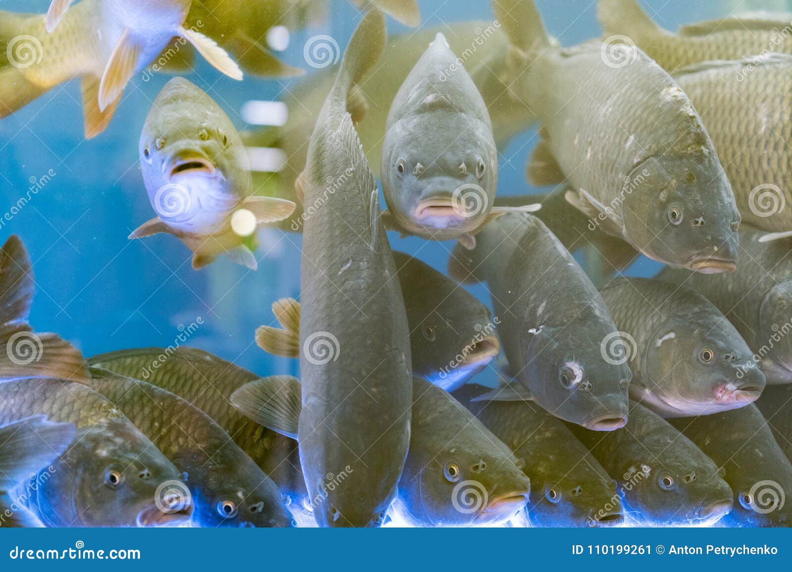 Large Carp Fish in the Aquarium Stock Image - Image of alive, market ...