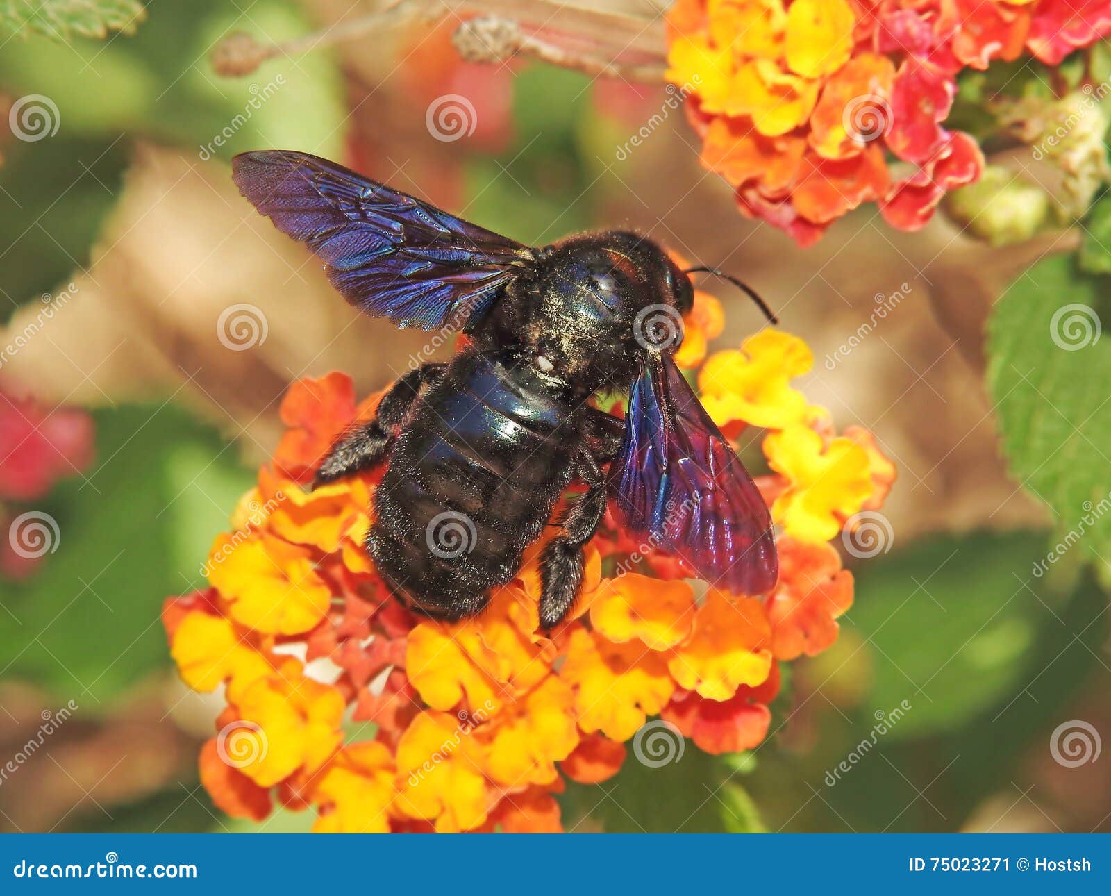 Carpenter Bee stock image. Image of bright, purple, vibrant - 75023271
