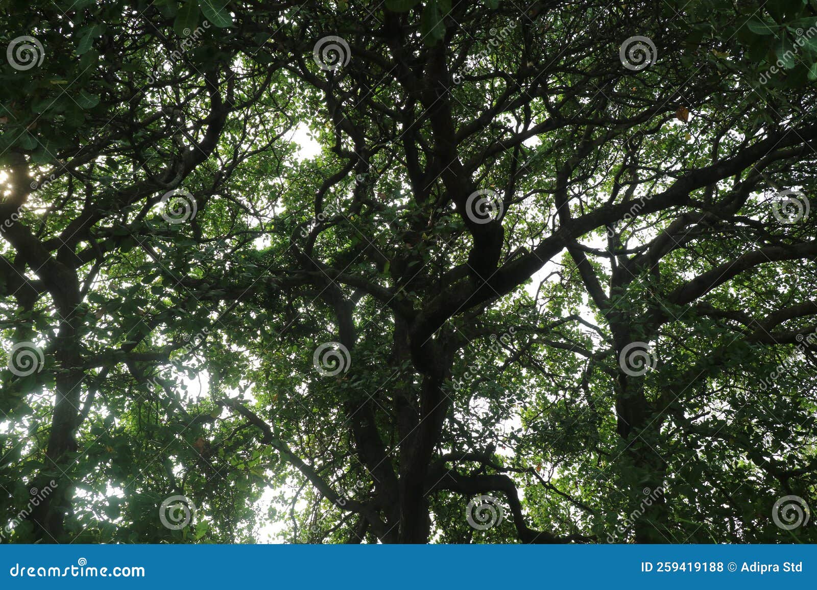 A Large Cashew Tree with a Sturdy Trunk Stock Photo - Image of ...