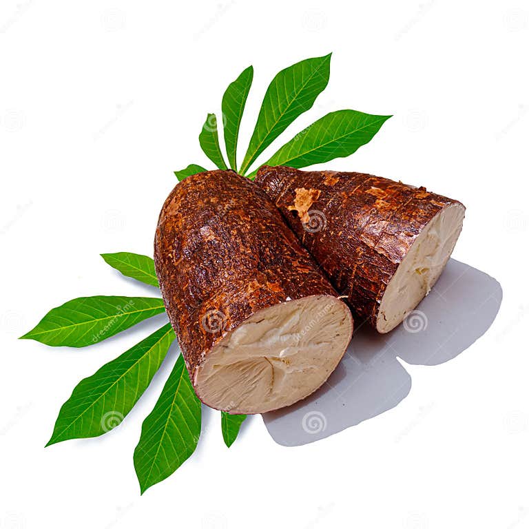 A Large Cassava Root Plant with a White Background Stock Photo - Image ...
