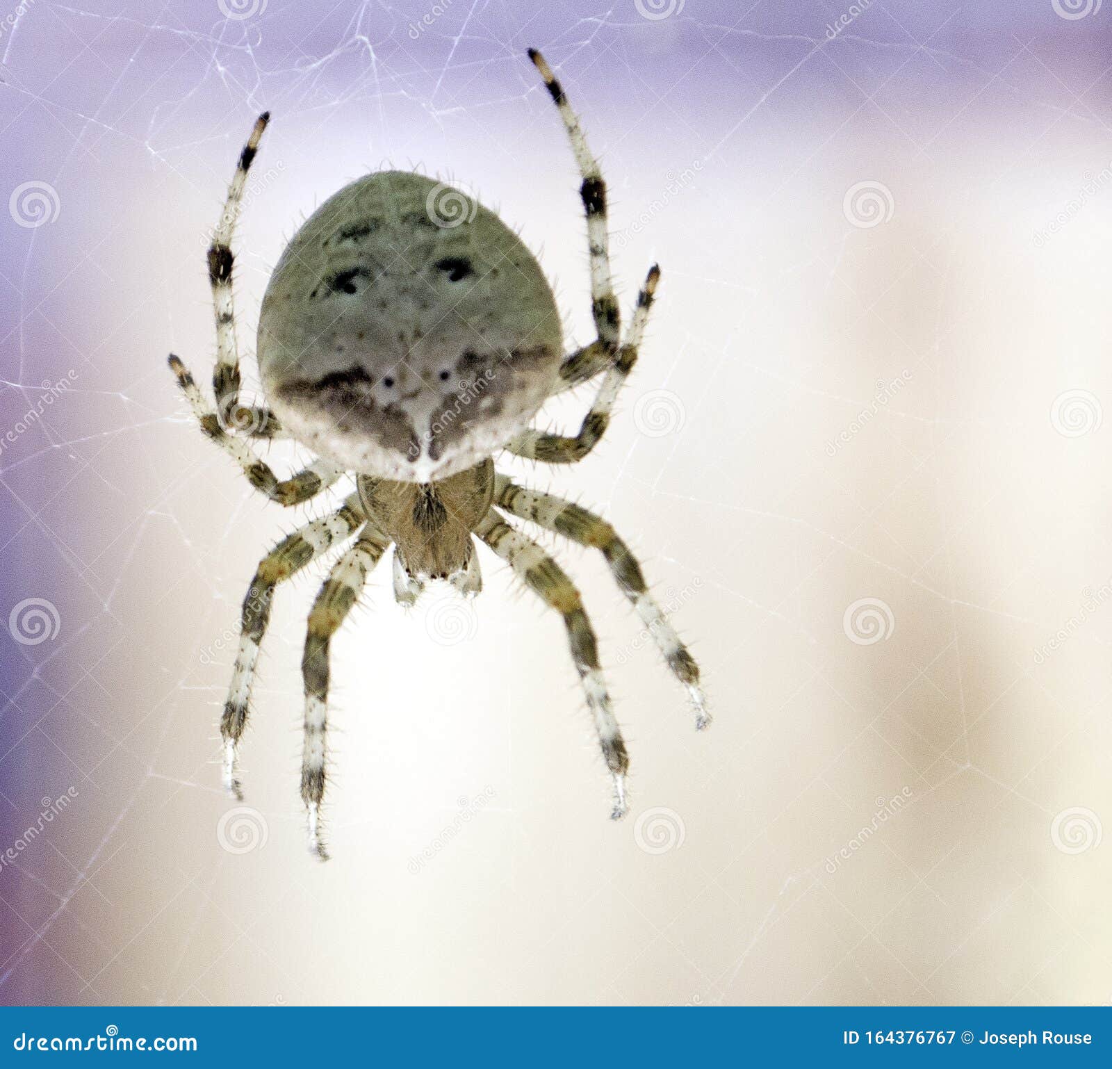 Cat Faced Spider Spinning a Web Stock Image - Image of domestic, creepy ...